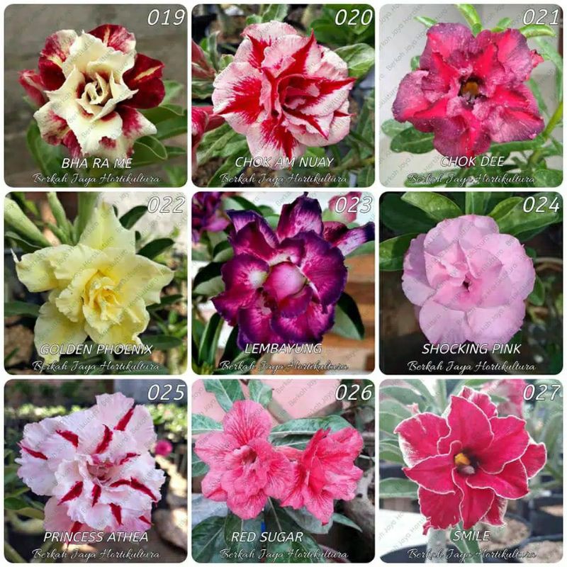 Jual Bibit adenium ( kamboja jepang bunga tumpuk ) tanaman hias adenium ...
