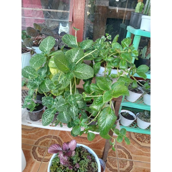 Jual Paket Episcia Rimbun Bunga Kuning ( Monet + Tropical Topaz ...