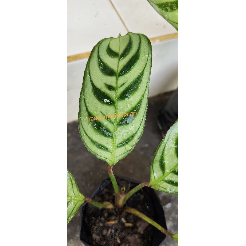 Jual Calathea stromata / calathea makoyana | Shopee Indonesia
