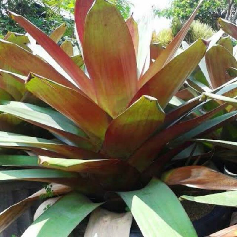 Jual tanaman hias bromelia giant merah besar | Shopee Indonesia