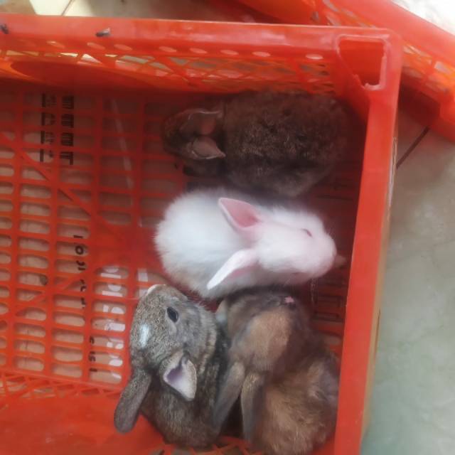 Jual kelinci imut & lucu | Shopee Indonesia