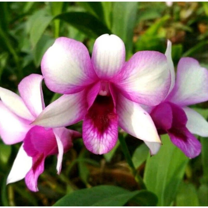 Jual Pohon Bunga Anggrek Dendrobium Dewasa Hawai Fancy Sudah Spike ...