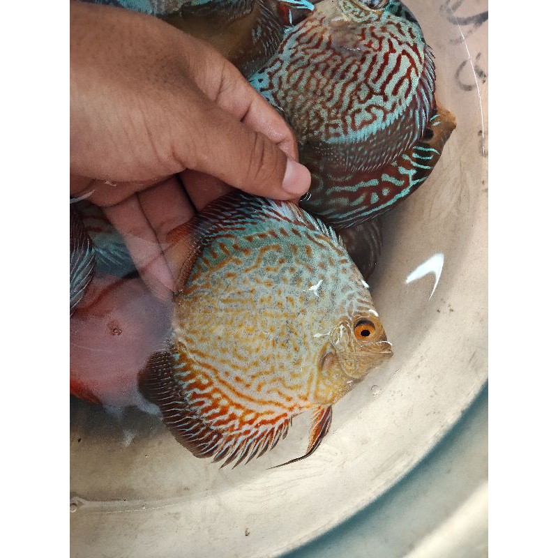 Jual ikan Discus pigeon snake 4 inch | Shopee Indonesia