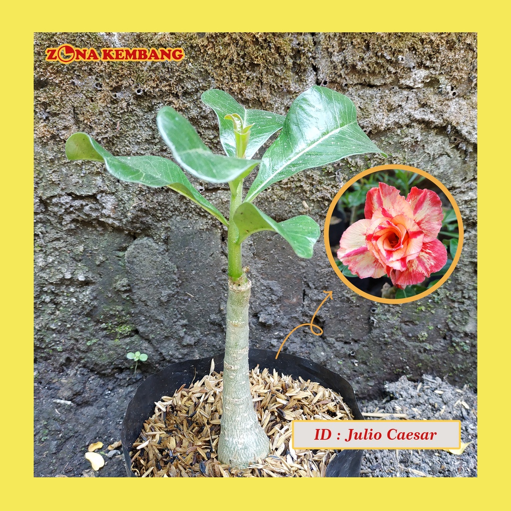 Jual Bibit Bunga Adenium Kamboja Jepang Julio Caesar | Shopee Indonesia