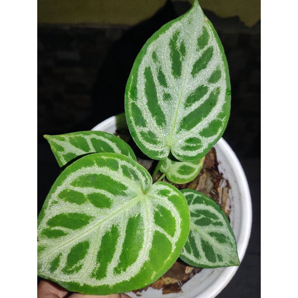 Jual anthurium silver blush / tanaman hias anthurium silver blus ...