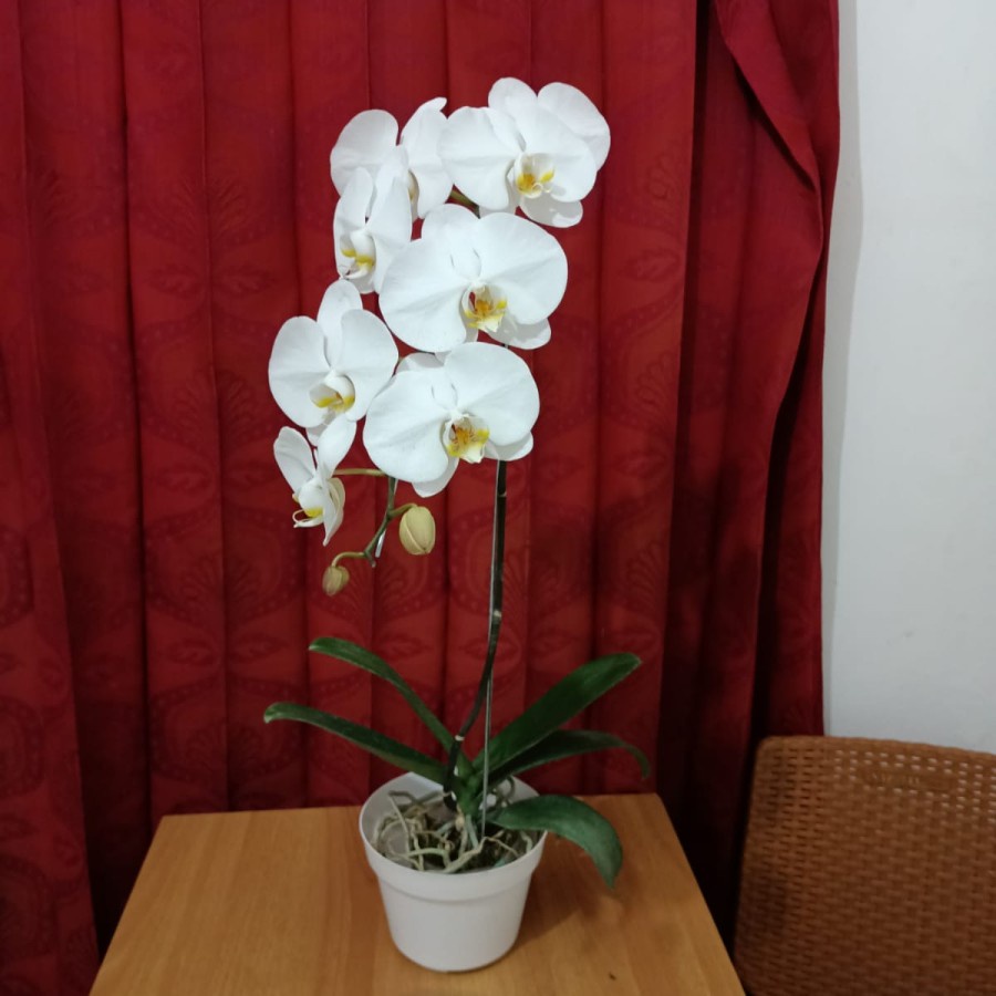 Jual Tanaman Gift Hadiah Anggrek Bulan putih dewasa yang sedang ...