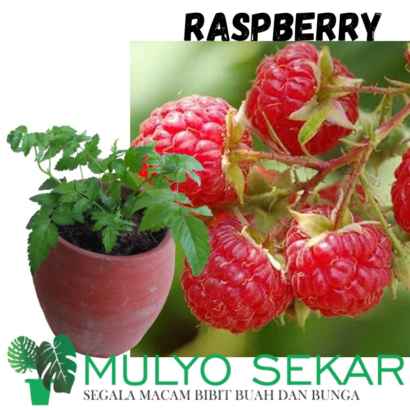 Jual Bibit Tanaman Buah Raspberry Merah Rimbun Tanaman Berry | Shopee ...