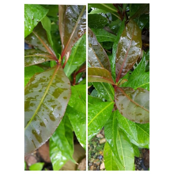 Jual tanaman Putat bisa untuk lalapan langka | Shopee Indonesia