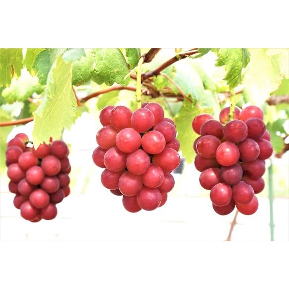 Jual Bibit Anggur Import Ruby Roman Hasil Grafting | Shopee Indonesia