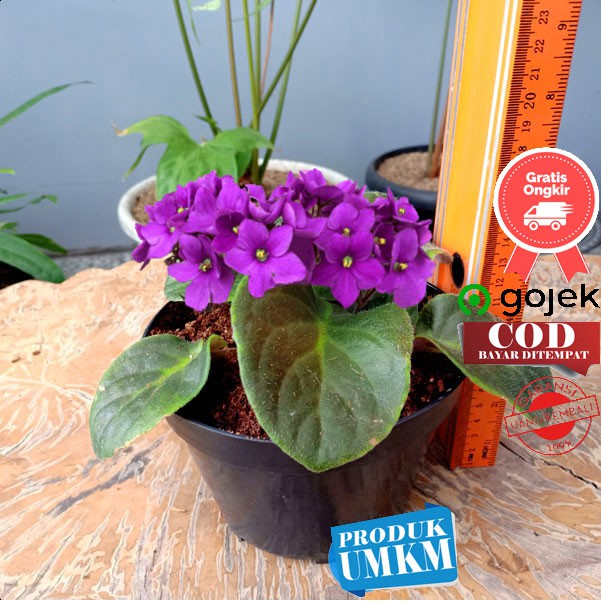 Jual Tanaman hias dalam ruangan Violces bunga ungu semu biru - african ...