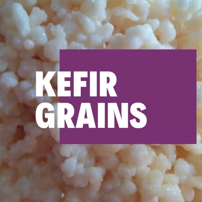 Jual KEFIR GRAINS ASLI GARANSI | STARTER KEFIR | BIBIT KEFIR MURAH ...