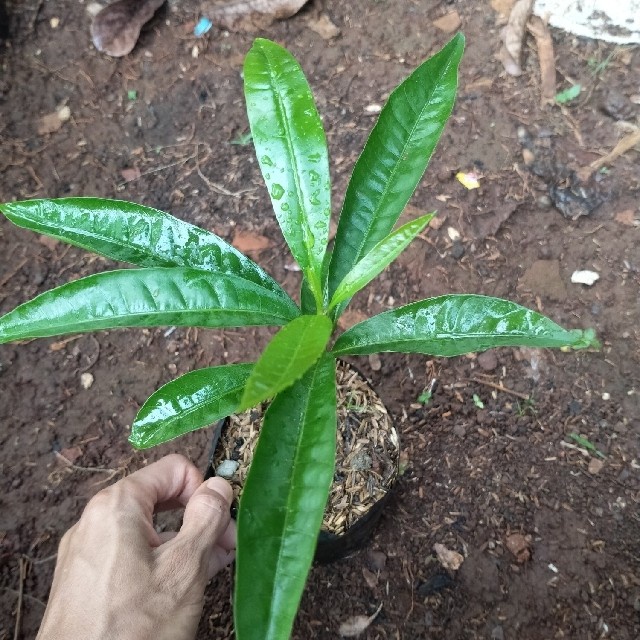 Jual bibit pohon sawo mentega / pohon alkesa / tanaman buah sawo ...