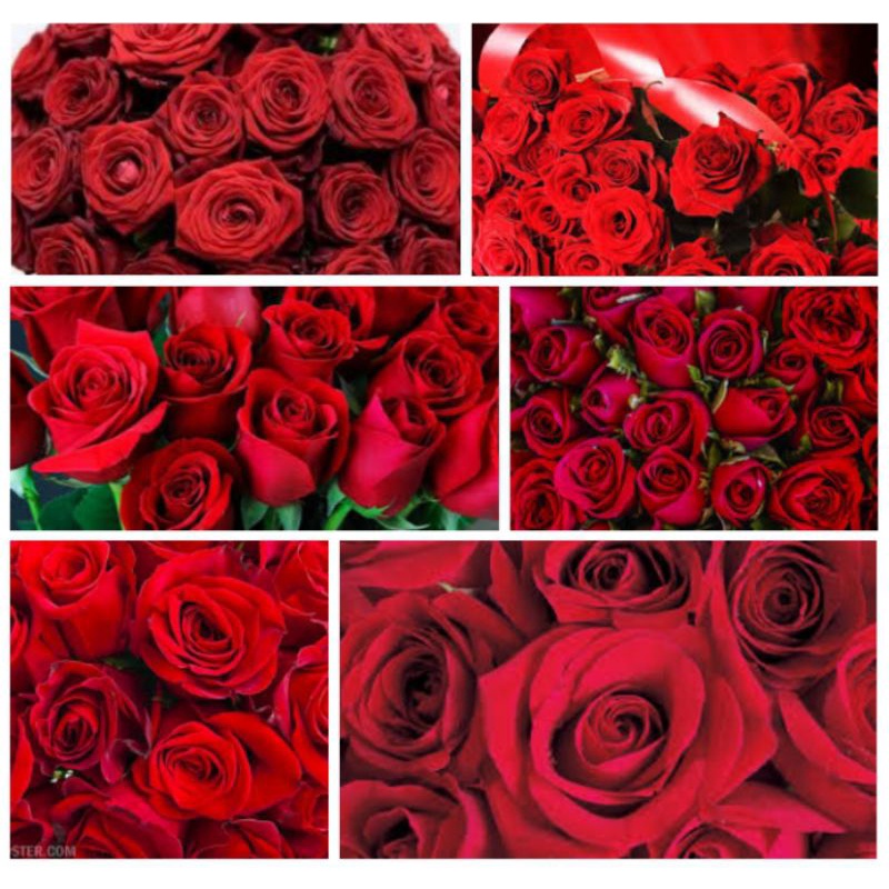 Jual 20 tangkai mawar merah fresh | Shopee Indonesia