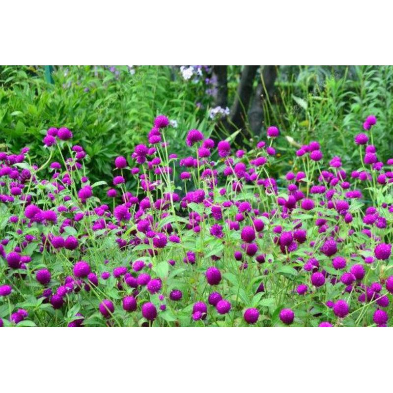 Jual tanaman hias Gomphrena globosa / bunga kancing | Shopee Indonesia