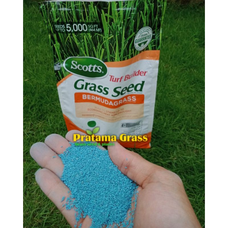 Jual Benih Bibit Rumput Jepang 100gr - Rumput Jepang - Biji Rumput ...