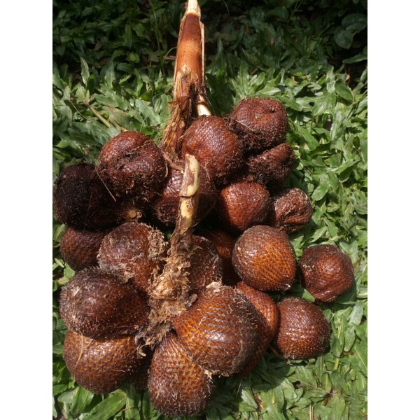 Jual Salak Gula Pasir 1 KG asli Bali | Shopee Indonesia