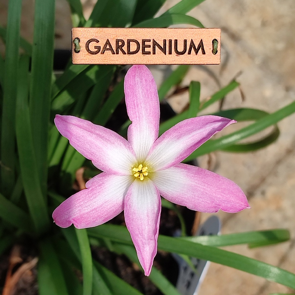 Jual Umbi Bunga Rain Lily Winter Sweet - Rainlily Zephyranthes Hybrid ...
