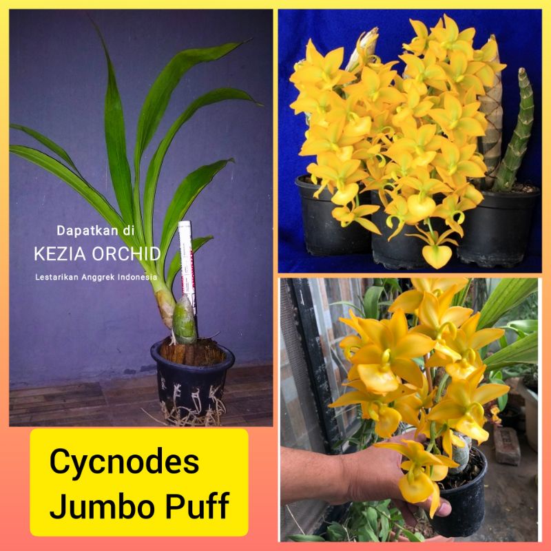 Jual Aneka Anggrek Catasetum: FDK Afterdark Black Pearl; Monnierara ...