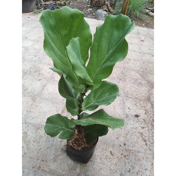 Jual Tanaman ficus lyrata | ketapang biola | Shopee Indonesia