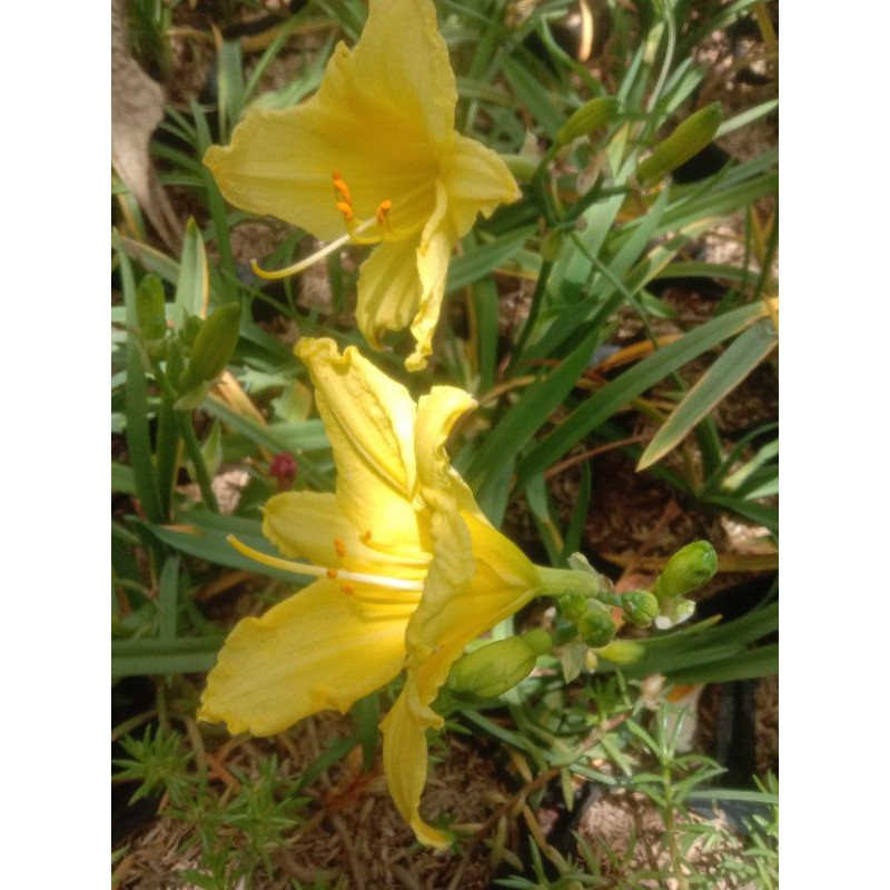 Jual pohon lili bunga kuning | Shopee Indonesia