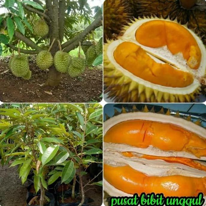 Jual Asli! Bibit Durian Tembaga Super Unggul $_$ | Shopee Indonesia