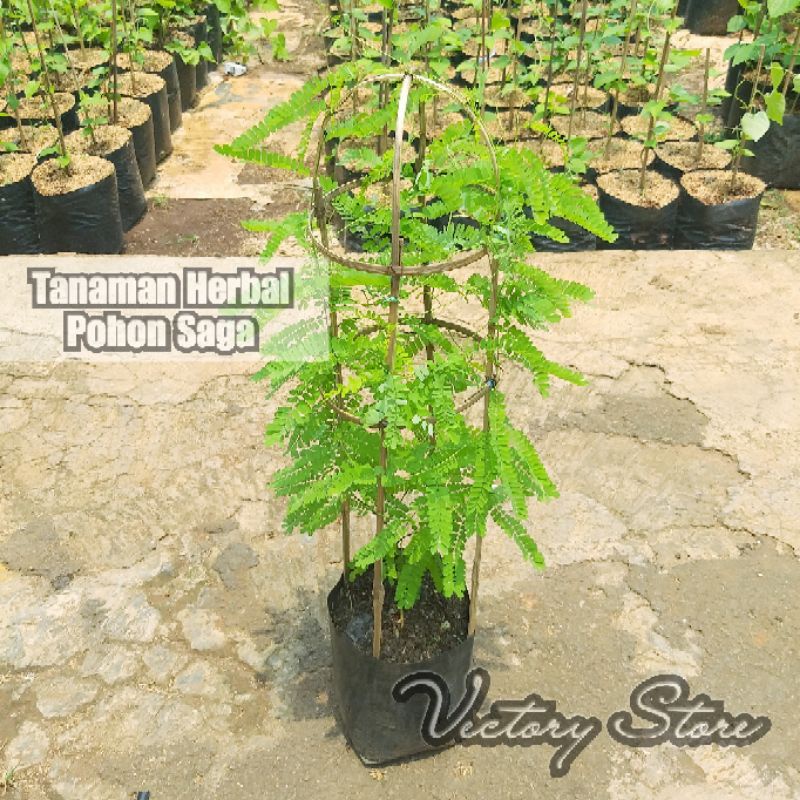 Jual Tanaman Rambat Herbal Pohon Saga Super Rimbun | Shopee Indonesia
