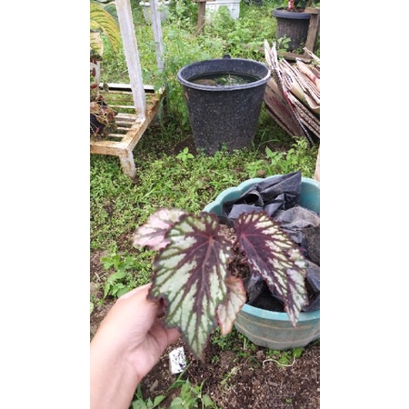 Jual begonia helen tupai, begonia coklat runcing, begonia murah ...