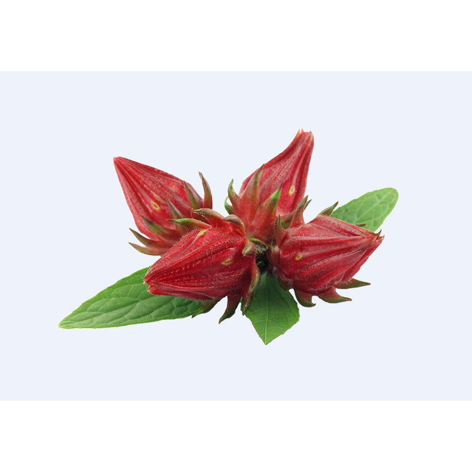 Jual Benih Bunga Rosella -10 Biji-Kebun Rumah | Shopee Indonesia