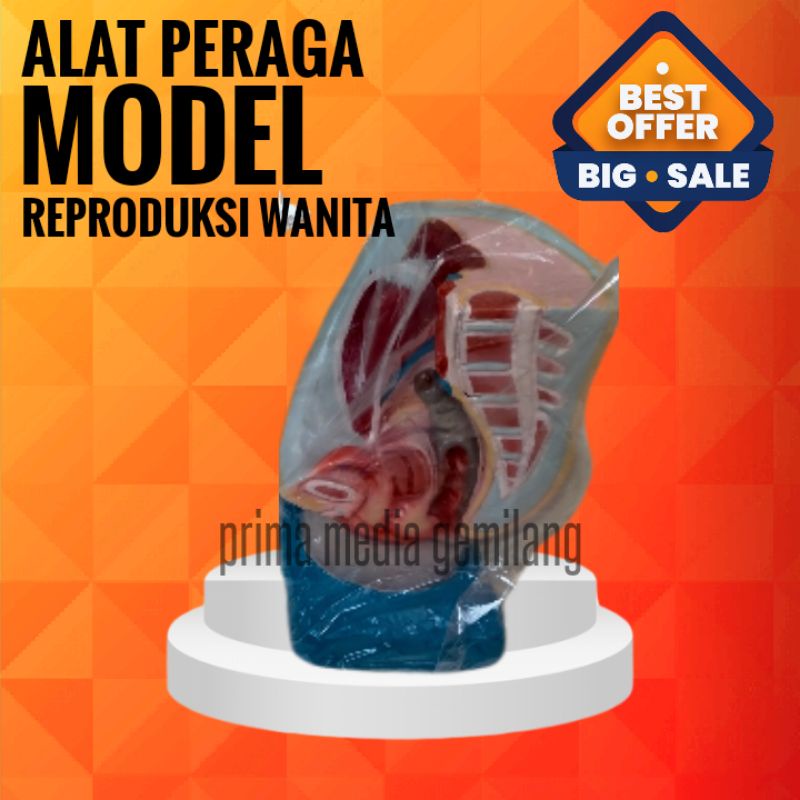 Jual MODEL REPRODUKSI WANITA/TORSO REPRODUKSI/ALAT PERAGA IPA | Shopee ...