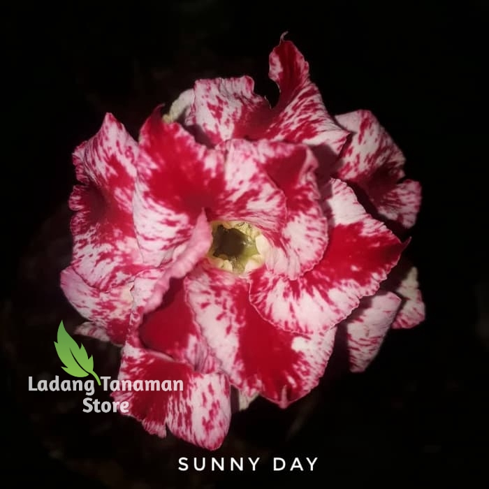 Jual Adenium Obesium - Sunny Day - Adenium Bunga Tumpuk - Adenium ...