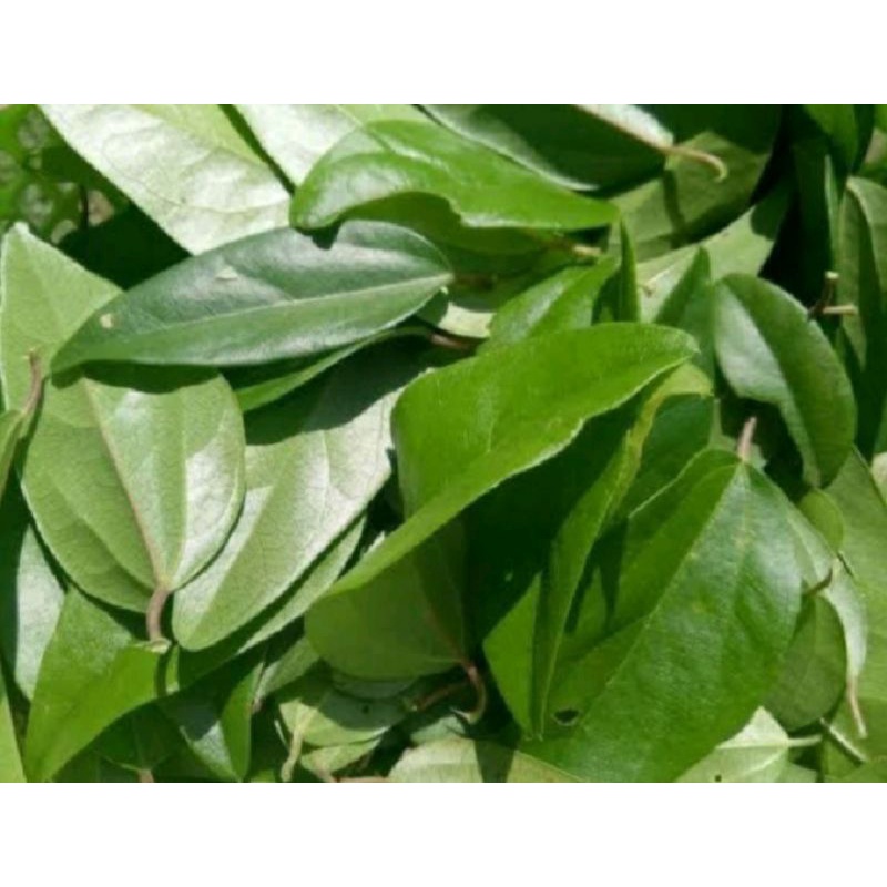 Jual Jual Daun cincau hijau segar cincau perdu 500 gram | Shopee Indonesia