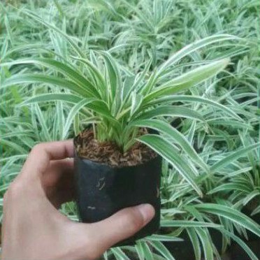 Jual Tanaman hias lili paris umbi | Shopee Indonesia