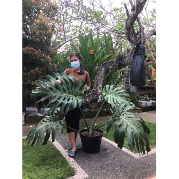 Jual Monstera Deliciosa King ( Size XXL) | Shopee Indonesia