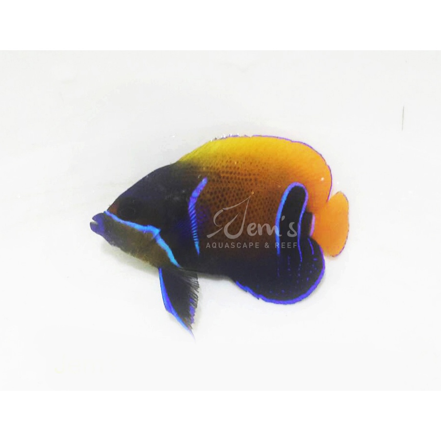 Jual Ikan Angel Piama (BLue Girdled Angelfish) | Shopee Indonesia