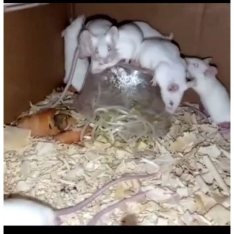 Jual tikus putih mencit medium pakan reptil | Shopee Indonesia