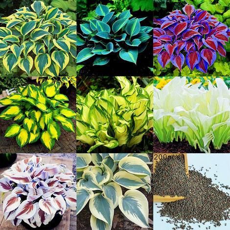 Jual Bibit Benih Biji Hosta / Fragrant Plaintain Fire And Ice Mix ...