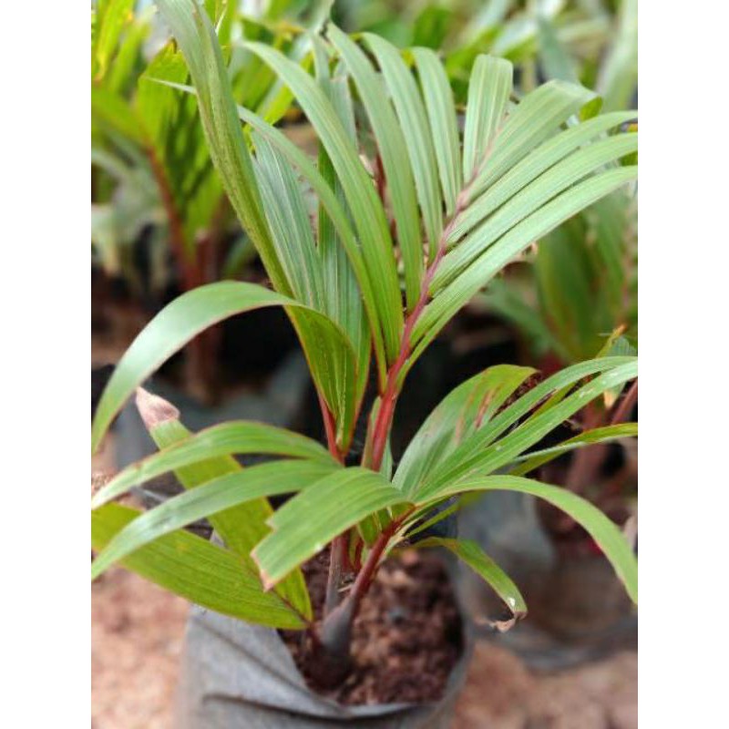 Jual Bibit tanaman hias palem botol merah - palem | Shopee Indonesia