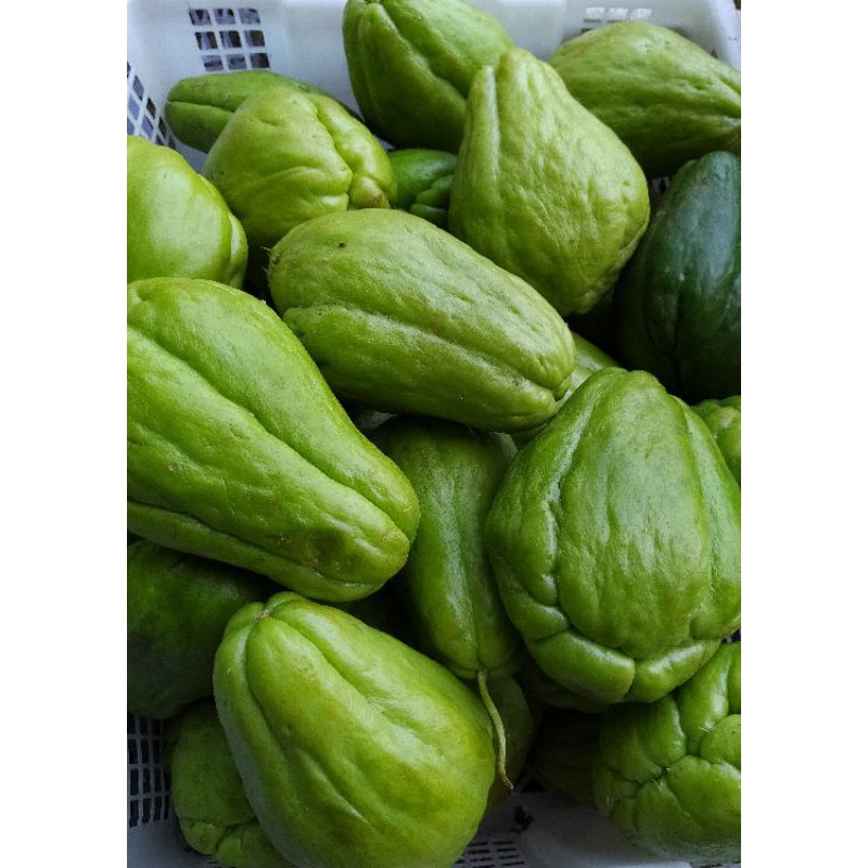 Jual labu siam Besar | Shopee Indonesia