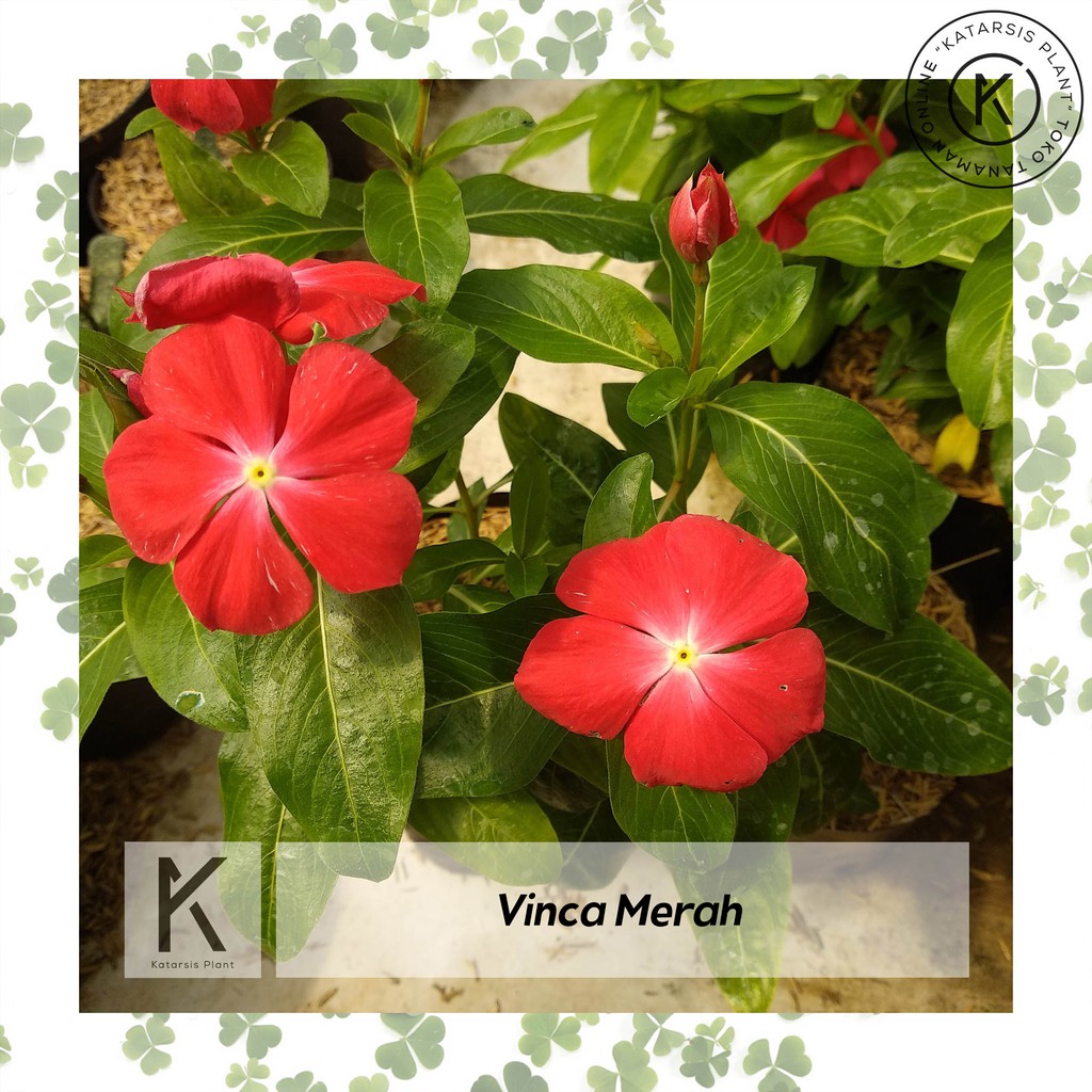 Jual Katarsis Plant | Tanaman Hias Bunga Vinca Merah Untuk Teras Rajin ...