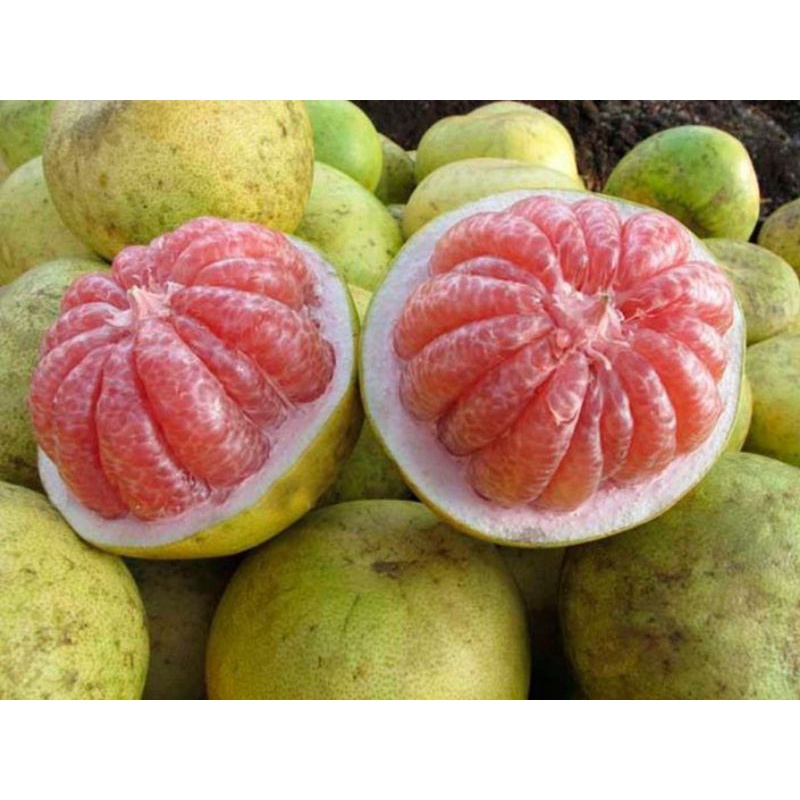 Jual Jeruk bali manis dan murah | Shopee Indonesia