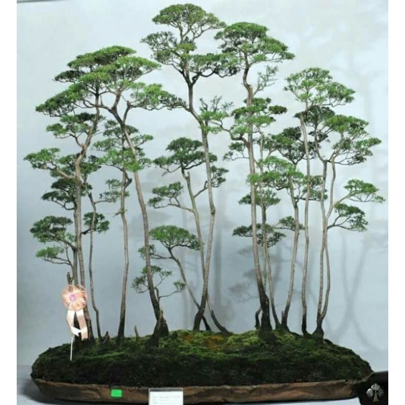 Jual Bonsai Cucur atap | Shopee Indonesia