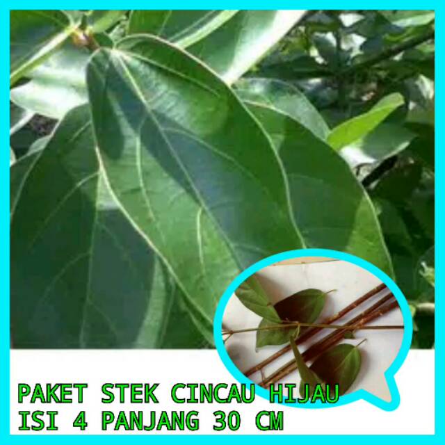 Jual PAKET STEK BATANG CINCAU HIJAU ISI 4 | Shopee Indonesia