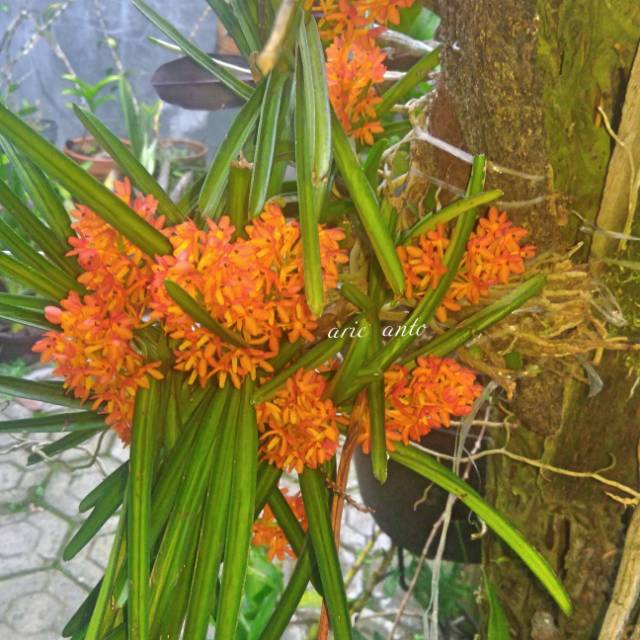 Jual Anggrek Vanda mini Ascocentrum miniatum/Vanda miniata | Shopee Indonesia