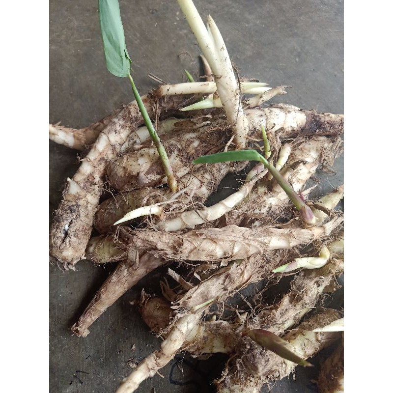 Jual bibit ubi Garut super per 6 bibit siap tanam | Shopee Indonesia