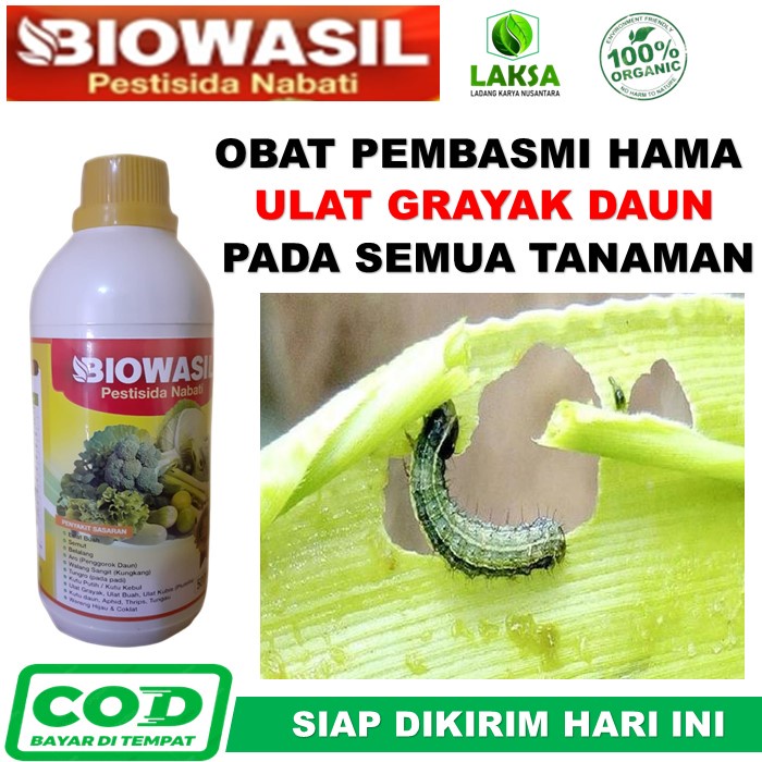 Jual Obat Hama Ulat Grayak Biowasil 500 ML Paling Ampuh - Biowasil Obat ...