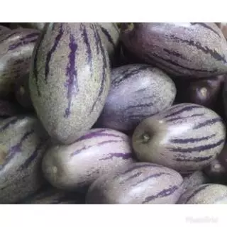 Jual Buah Pepino Terlengkap & Harga Terbaru April 2025 | Shopee Indonesia