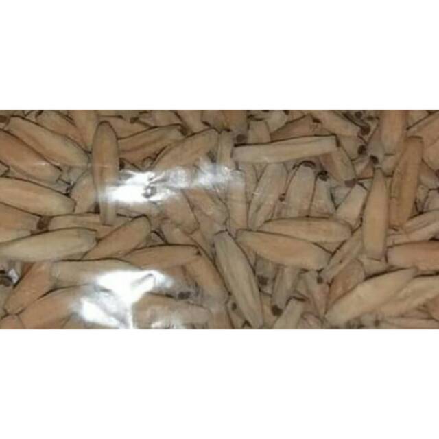 Jual Benih/bibit Biji bunga kamboja/adenium ARABICUM ,THAISOCO & ARAB ...