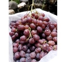 Jual Buah Anggur Red Globe Aussie 1kg | Shopee Indonesia