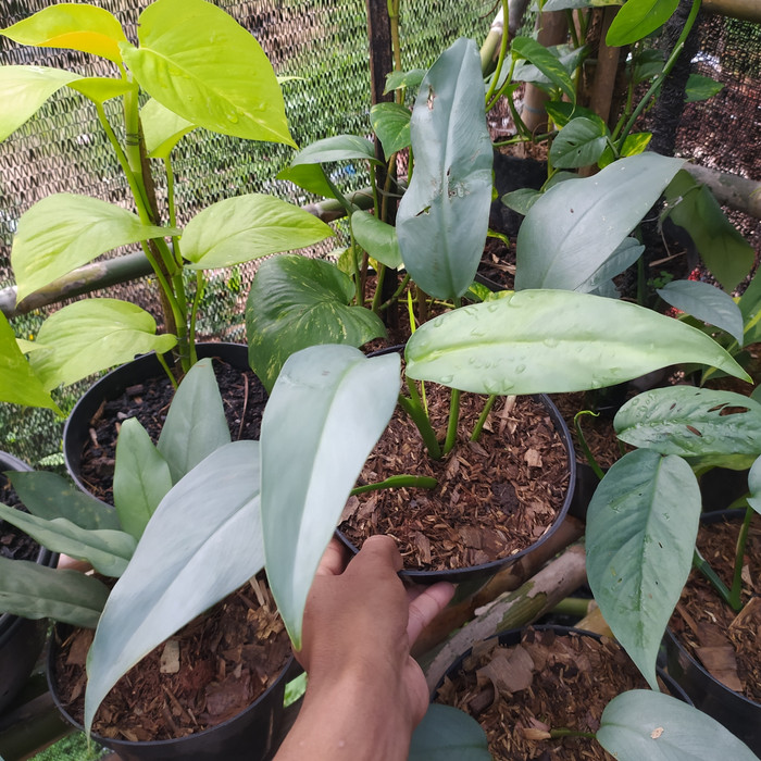 Jual PHILODENDRON GREEN IMPERIAL | TANAMAN RAMBAT PHILO GREEN IMPERIAL ...