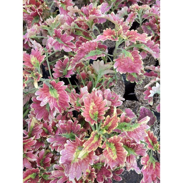 Jual Tanaman Miana Jewer Sultan Premium / dwarf coleus, flame nettle ...